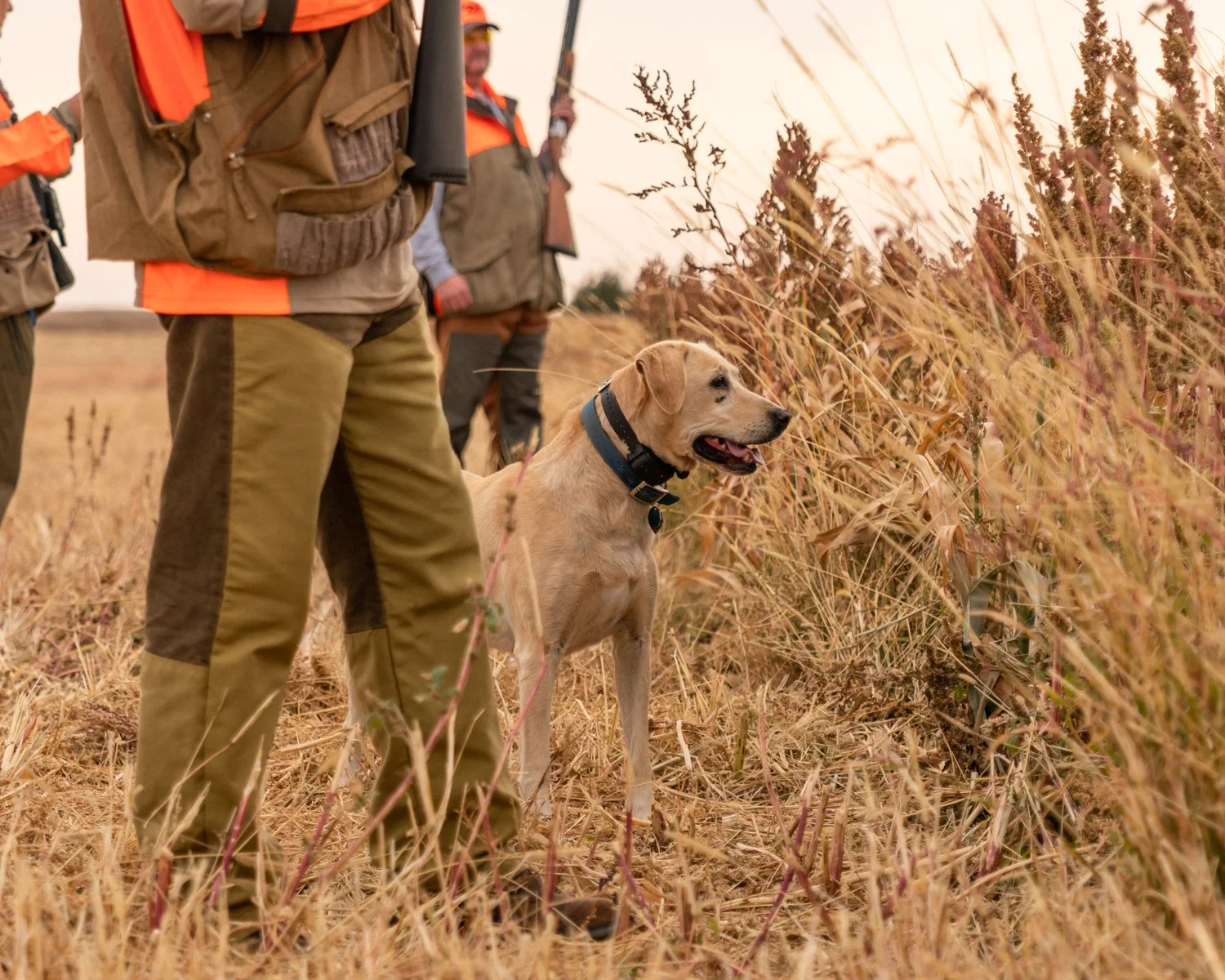 Hunting with Dogs: Basics of Training and Field Safety — Sportsman's Pride