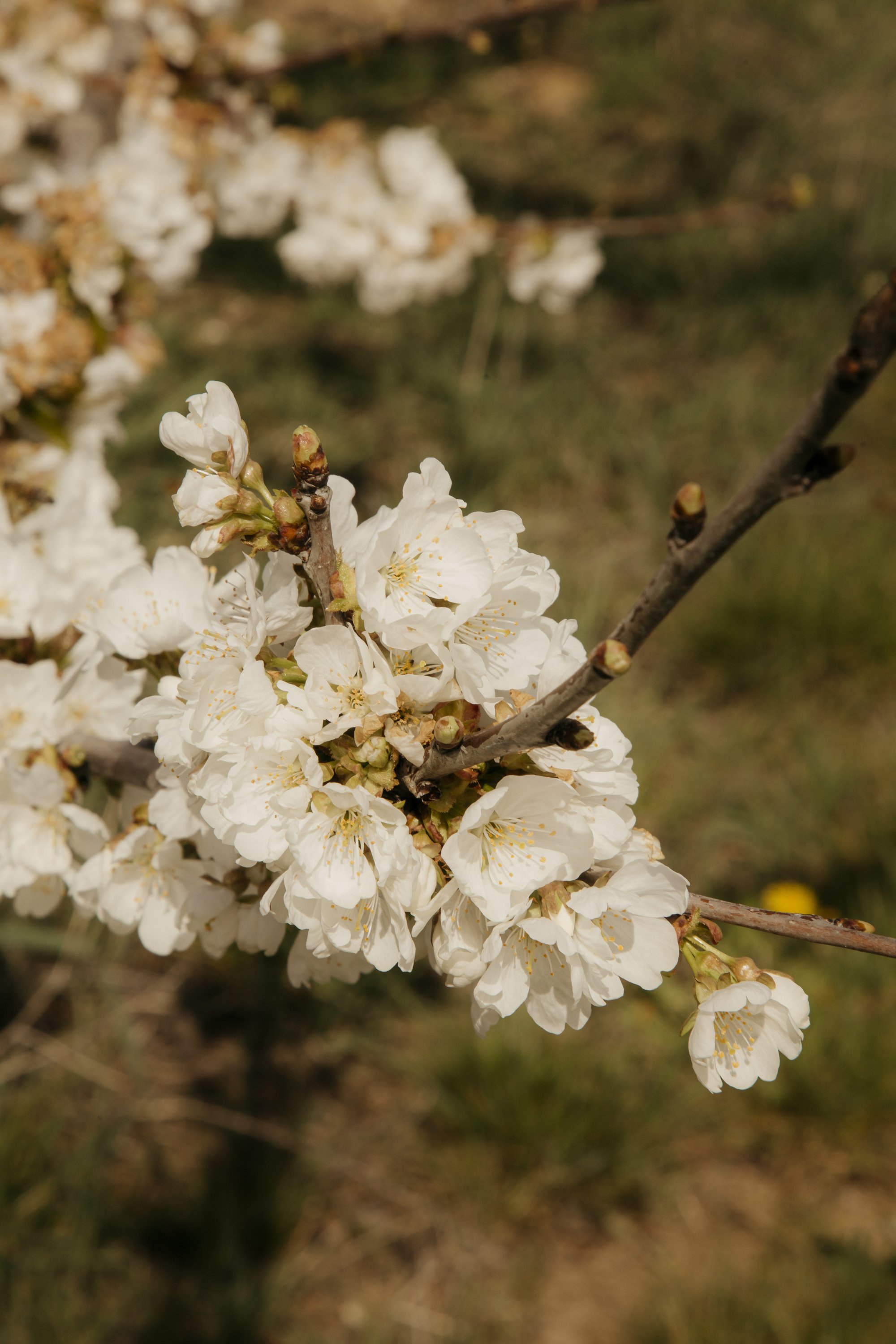 The Compete Provence Travel Guide — the weithouse