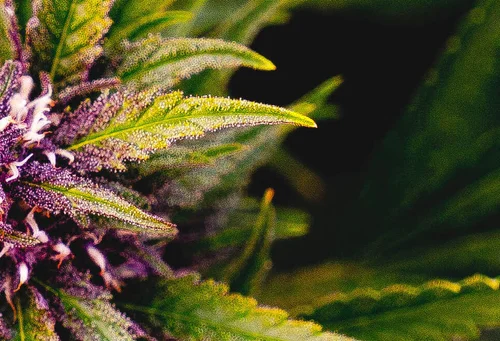 Strain Spotlight - Forbidden Fruit — Leafwerx
