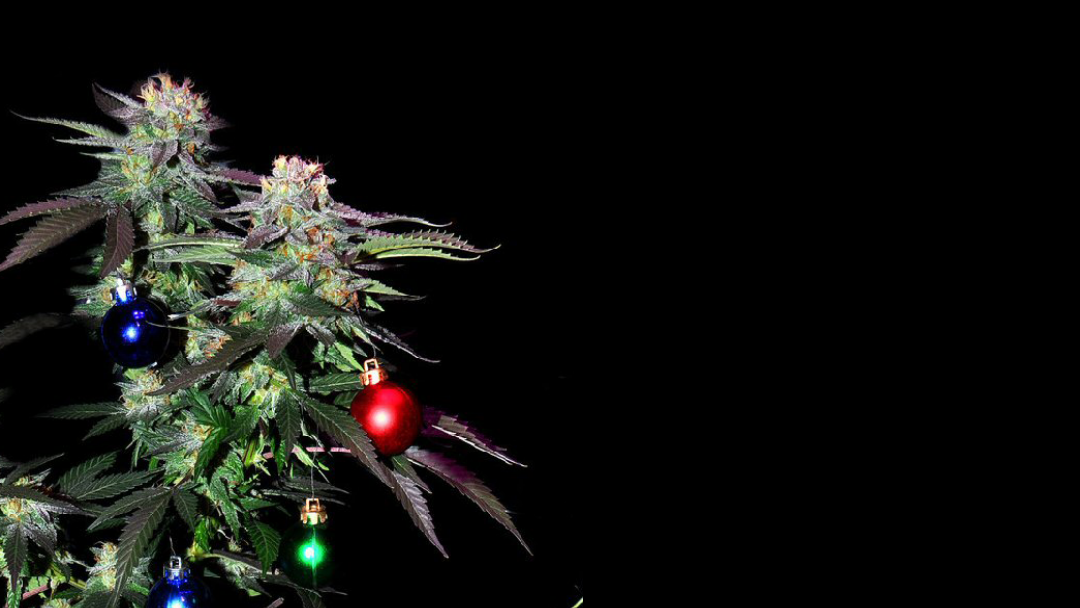 Deep Dive: Elevate Your Holidays with Fun Cannabis Activities! — Leafwerx Deep Dive: Elevate Your Holidays with Fun Cannabis Activities! — Leafwerx