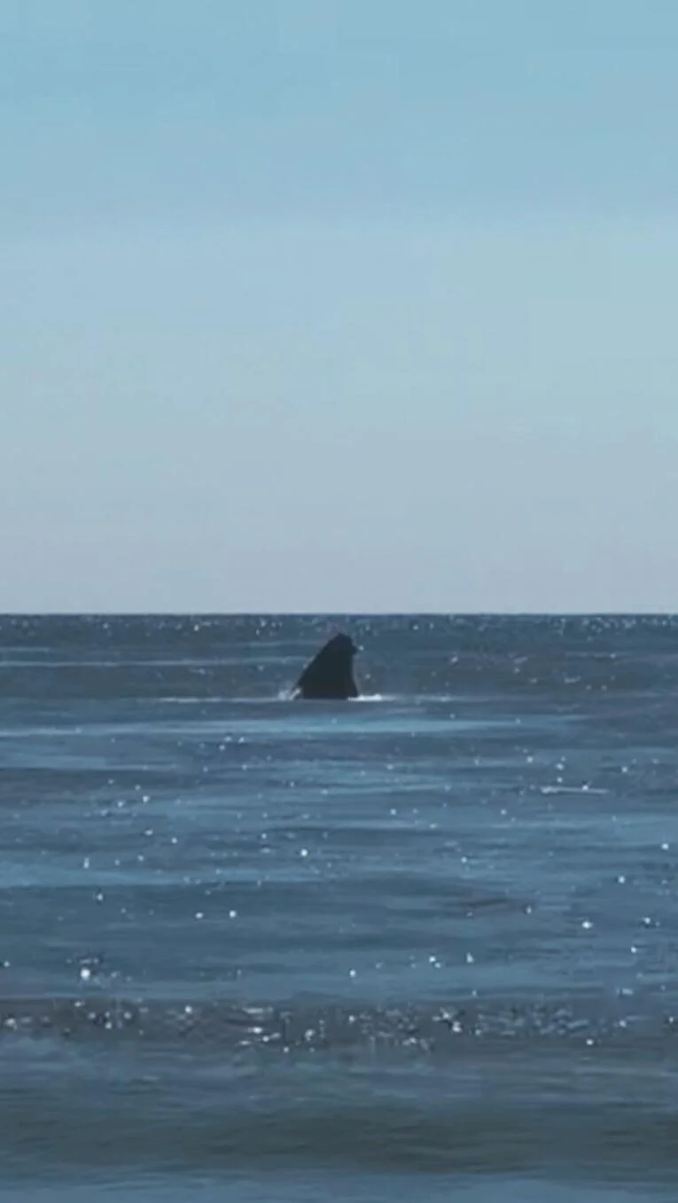 Last Hurrah to The Hamptons // Sept 2020 — Amanda Zampelli