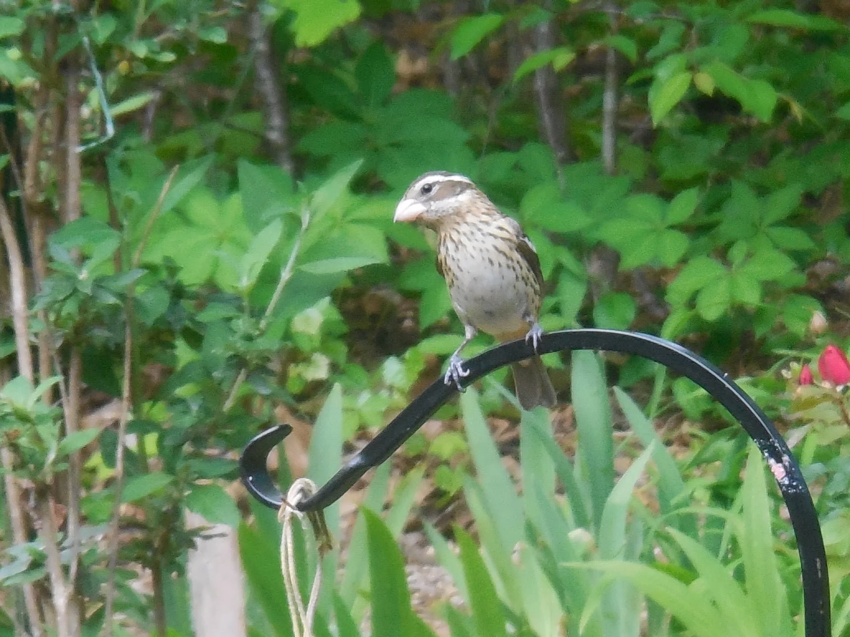 Port Santorini Home Owner's Association