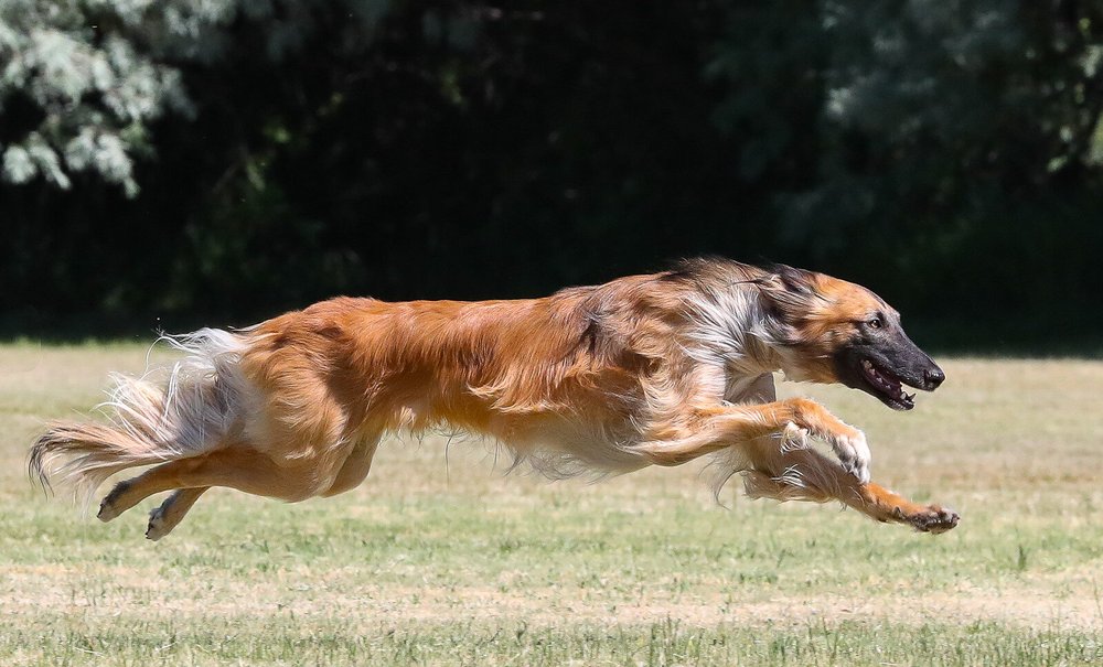 Are Silken Windhound Noisy
