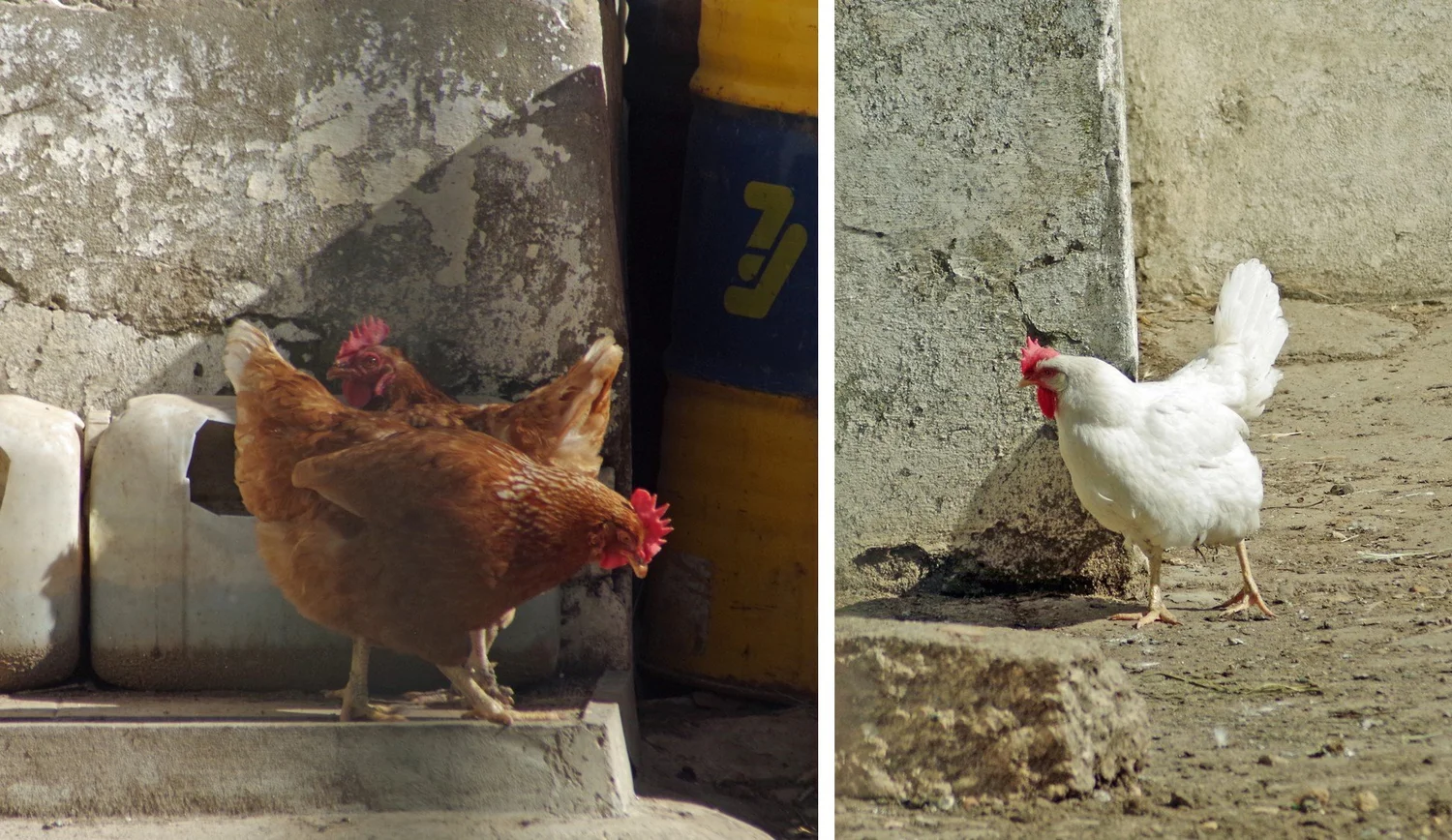 The Chickens of Iberia — Randy's Chicken Blog