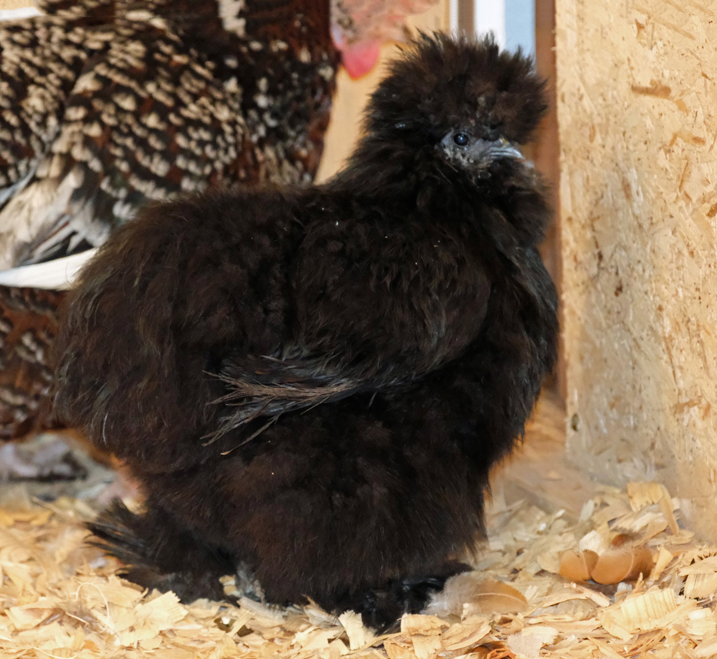 Rooster Spurs - and How to Trim Them — Randy's Chicken Blog