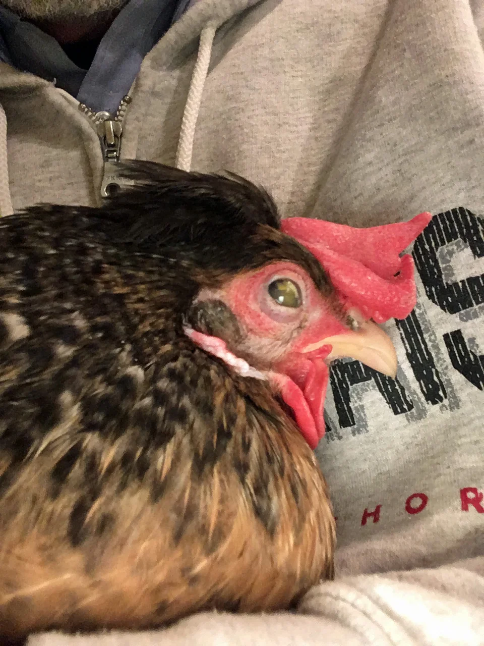 Marek’s Disease – Six Things You Should Know — Randy's Chicken Blog
