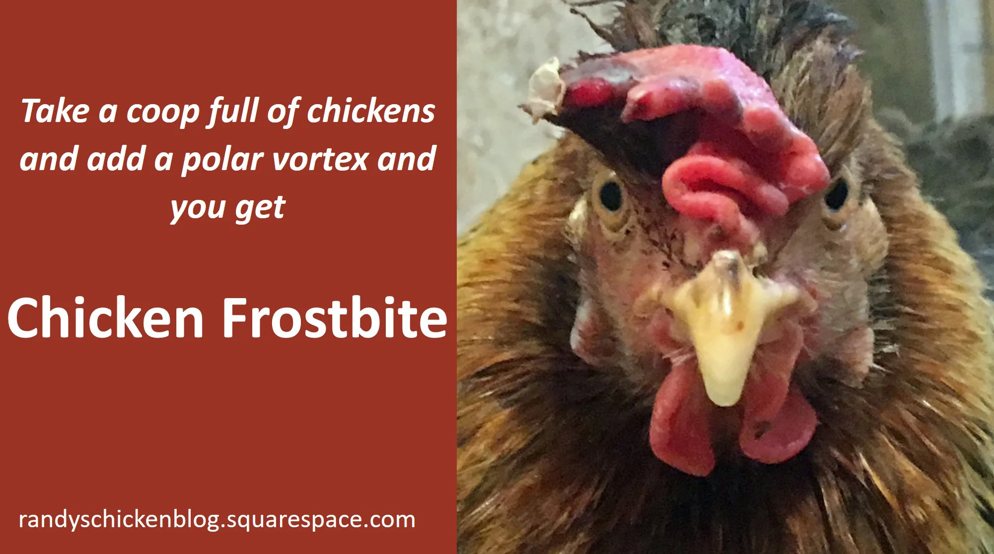 Chicken Frostbite — Randy's Chicken Blog