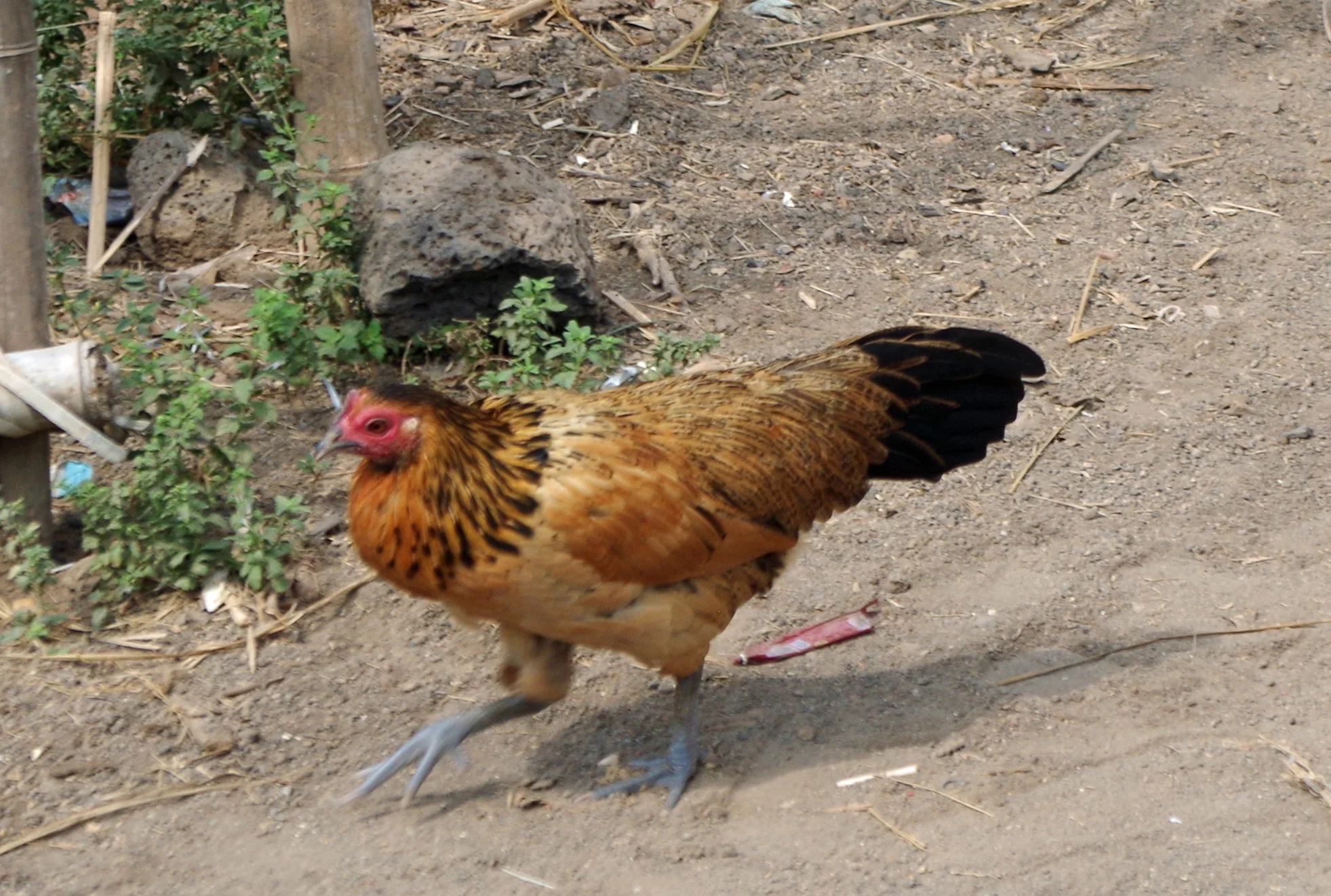 The Chickens of Vietnam and Cambodia — Randy's Chicken Blog