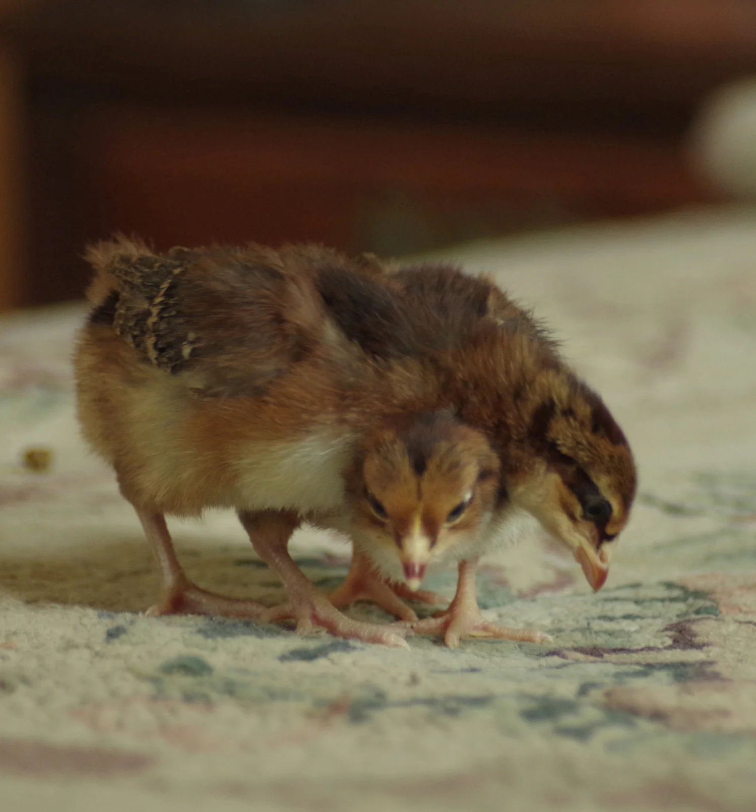 Chicks! — Randy's Chicken Blog