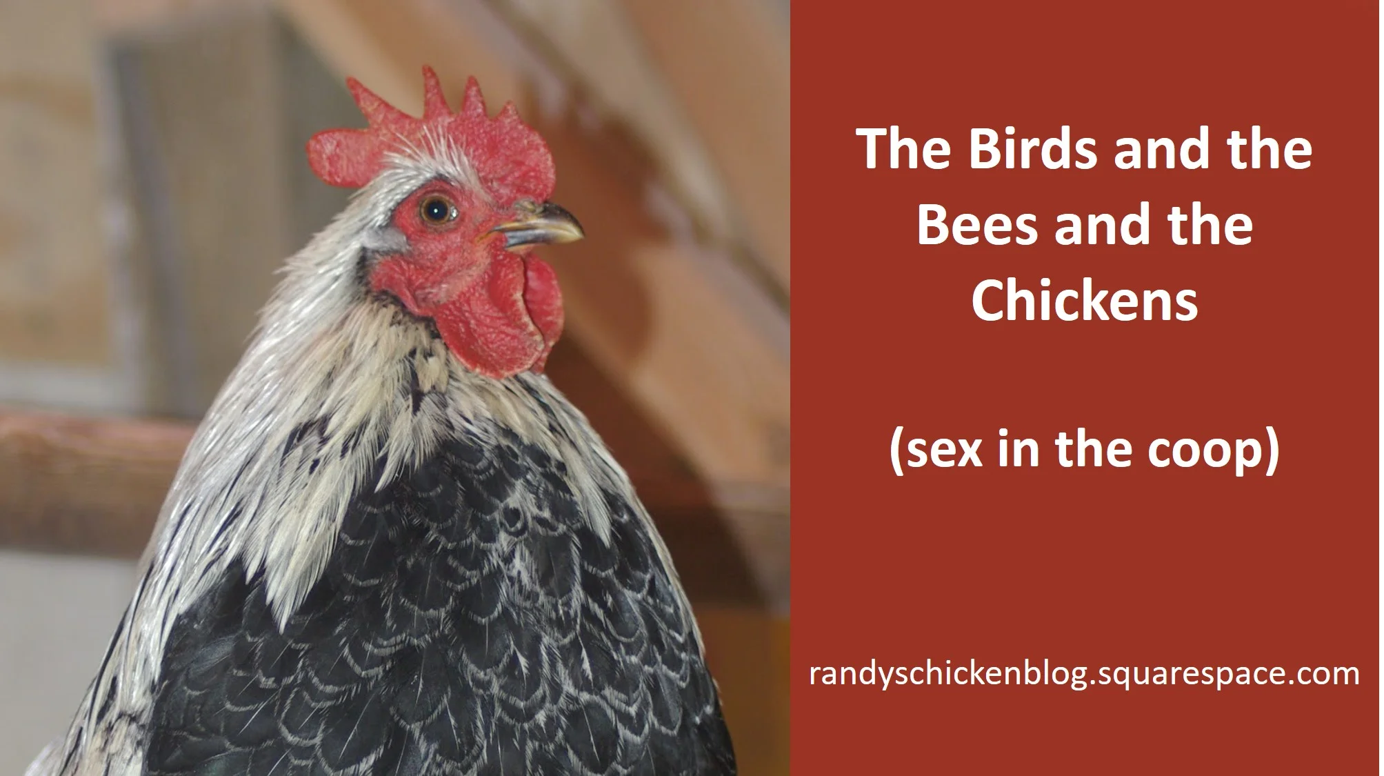 The Birds and the Bees and the Chickens (sex in the coop) — Randy's ...
