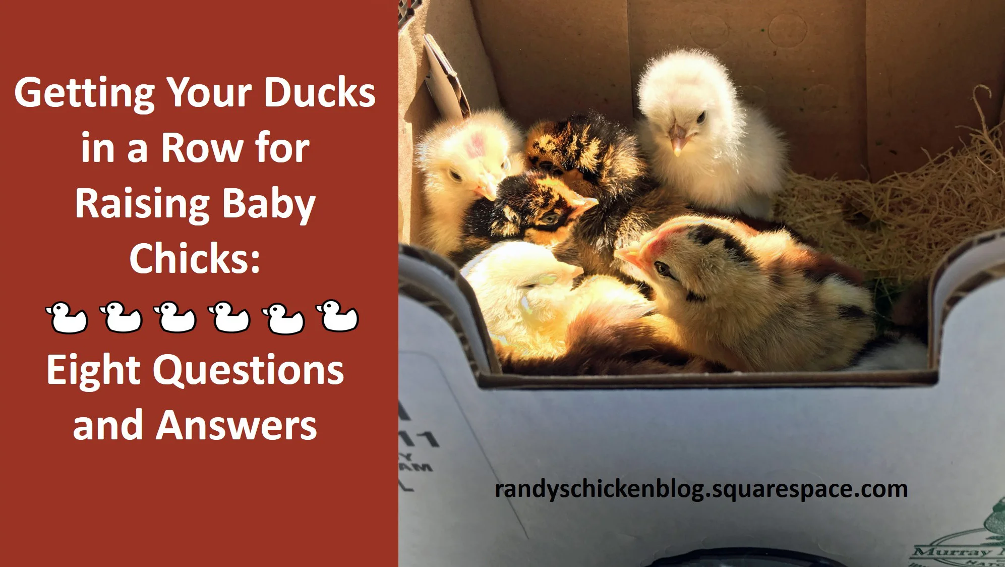 Getting Your Ducks in a Row for Raising Baby Chicks: Eight Questions ...