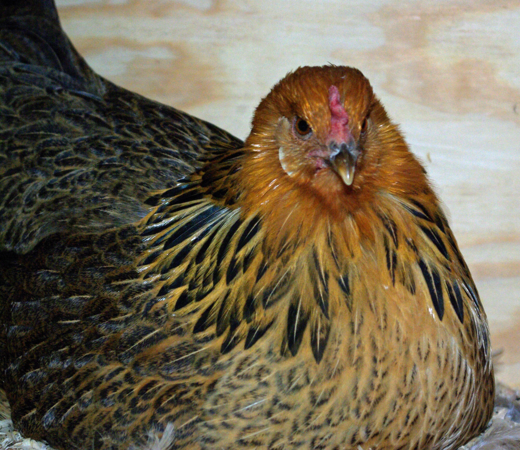 Betty the Easter Egger—Her Life — Randy's Chicken Blog
