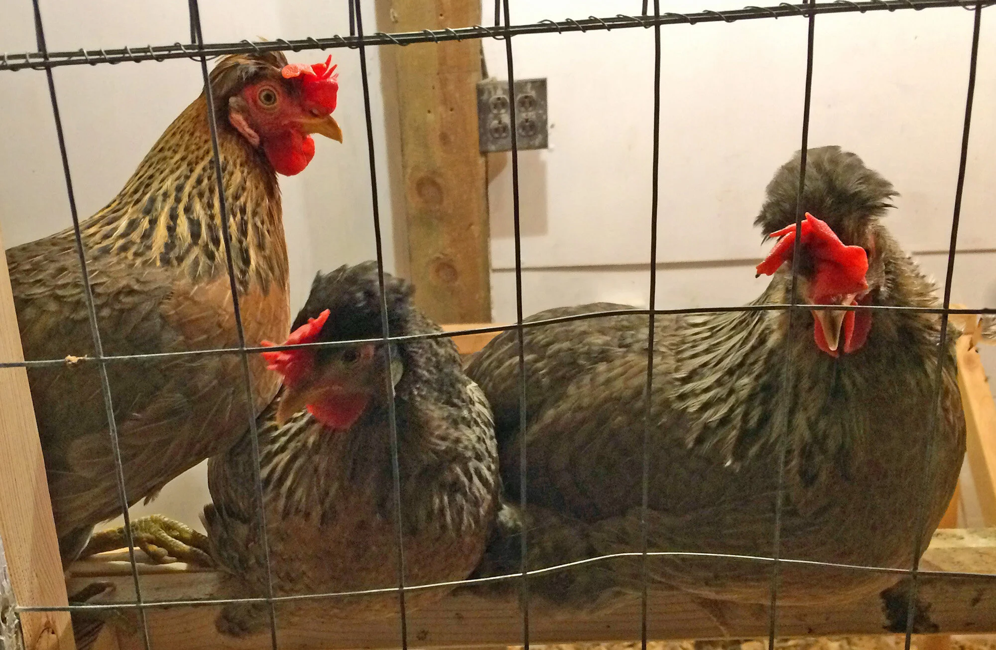 Ascites in Chickens — Randy's Chicken Blog
