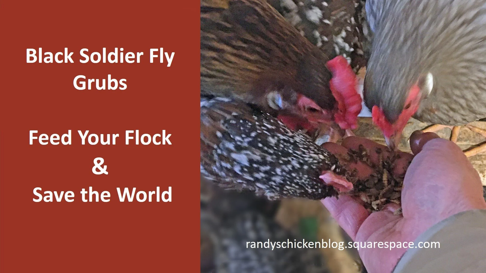 Black Soldier Fly Grubs - Feed Your Flock & Save the World — Randy's ...