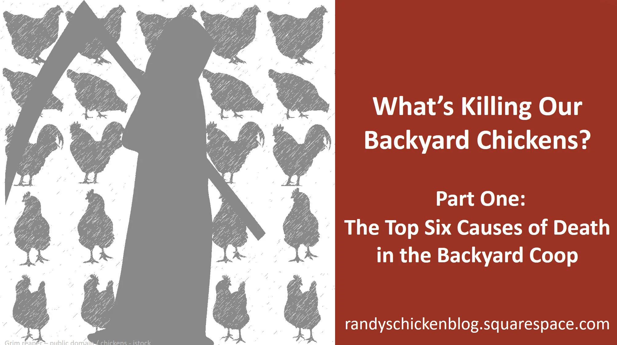 Top Causes of Death in Backyard Chickens — Randy's Chicken Blog