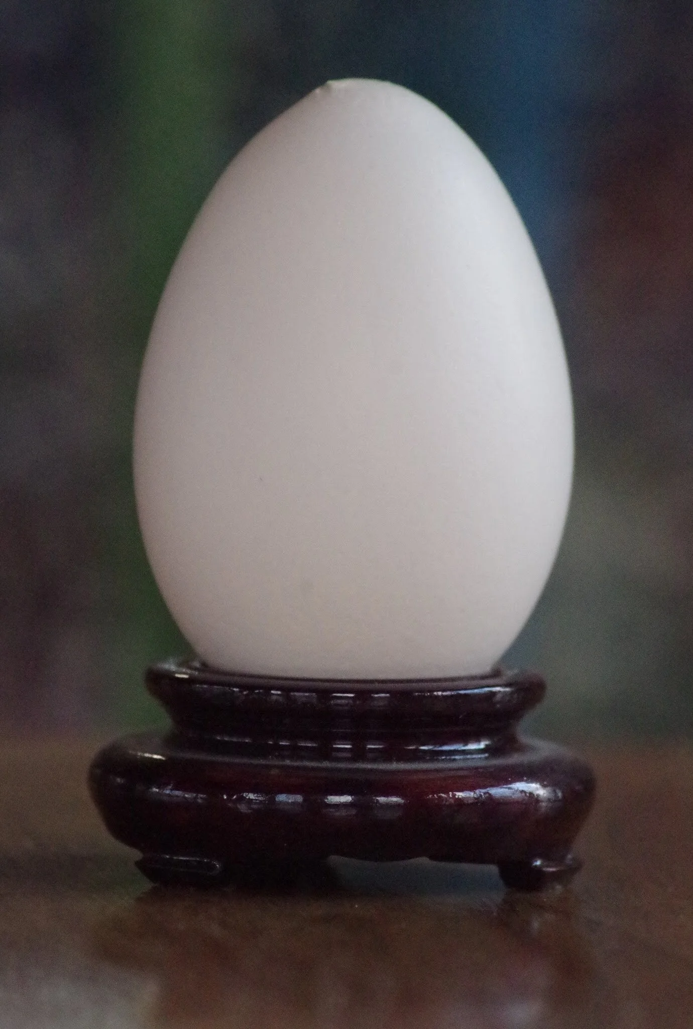 Eggshells in a Nutshell - The Science of Eggshells - White Eggs — Randy ...