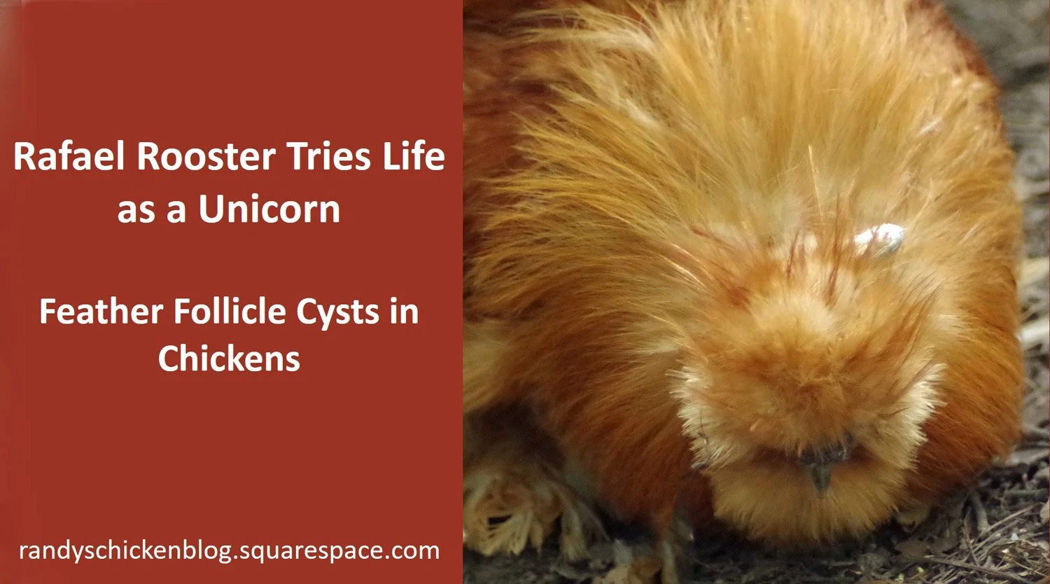 Feather Follicle Cysts in Chickens - Rafael Rooster Tries Life as a ...