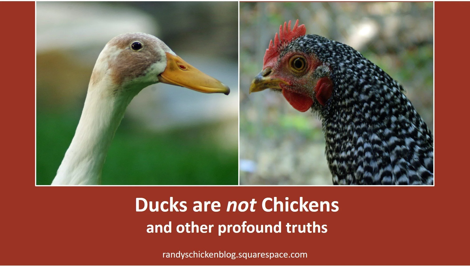 DUCKS 101: Ducks are NOT Chickens - and Other Profound Truths — Randy's ...