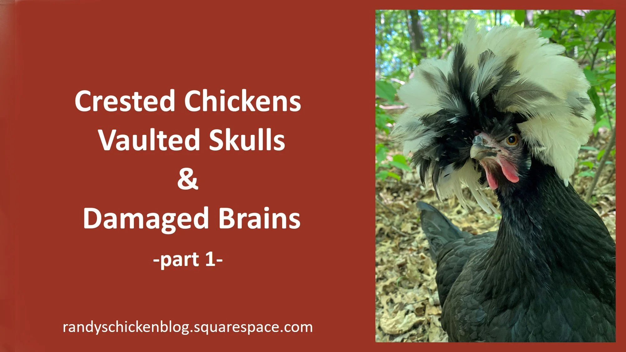 Randy's Chicken Blog