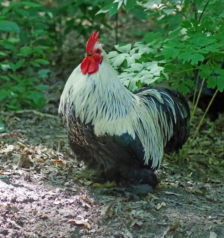 Rooster Spurs - and How to Trim Them — Randy's Chicken Blog