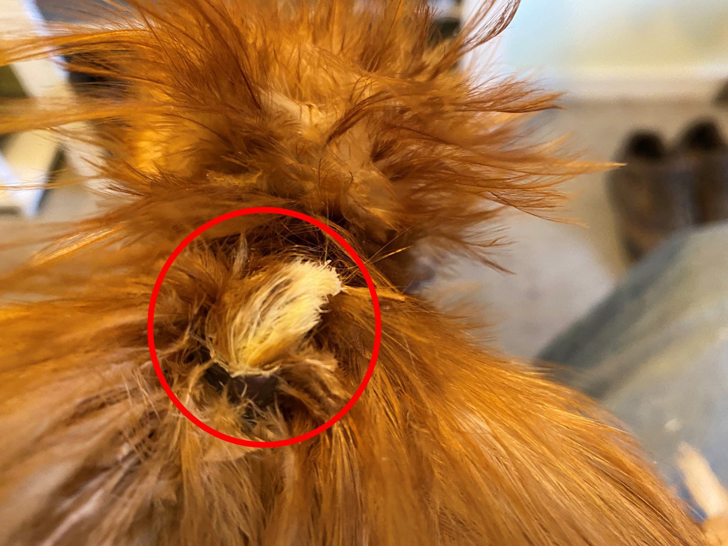 Feather Follicle Cysts in Chickens - Rafael Rooster Tries Life as a ...