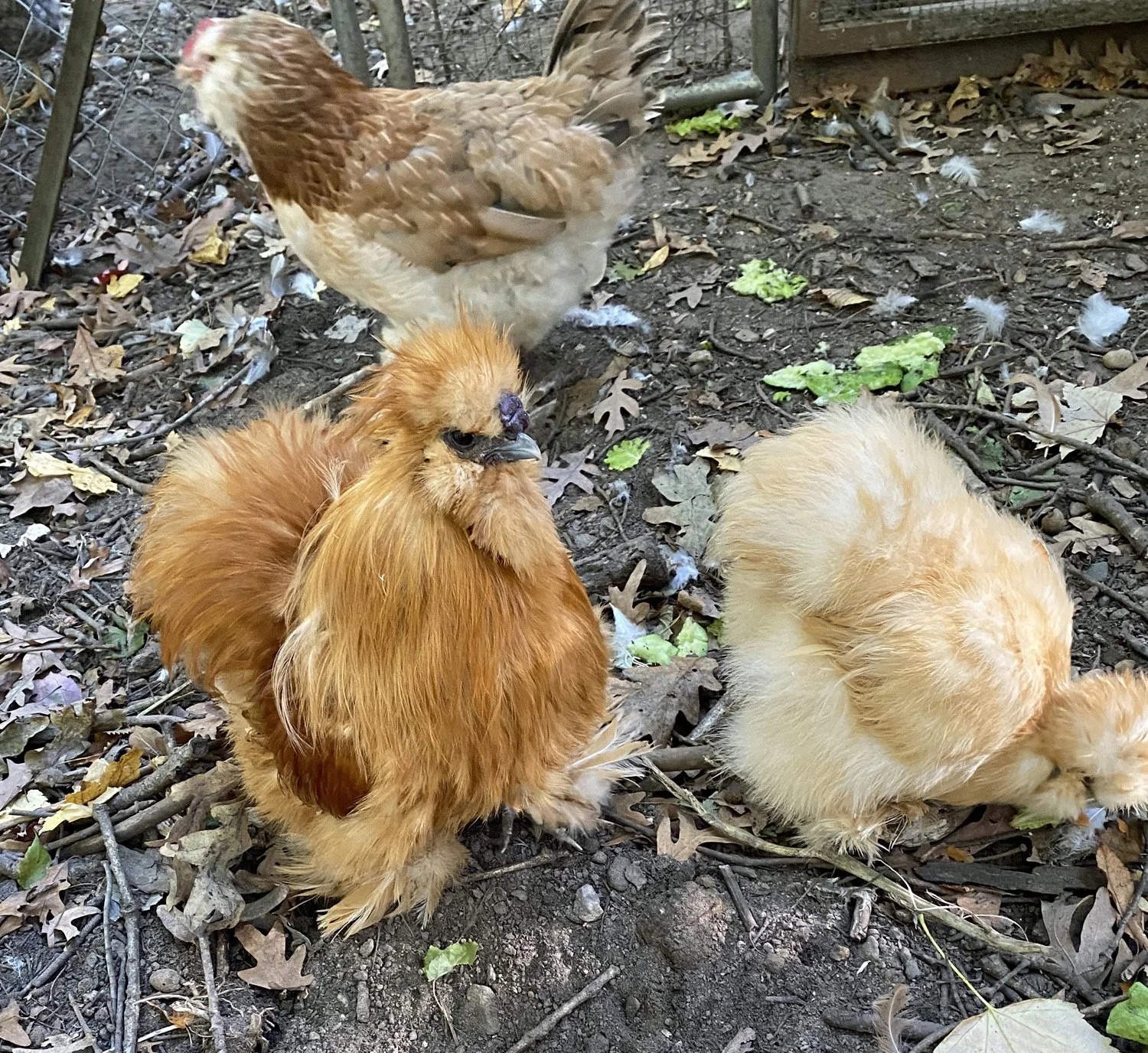Feather Follicle Cysts in Chickens - Rafael Rooster Tries Life as a ...
