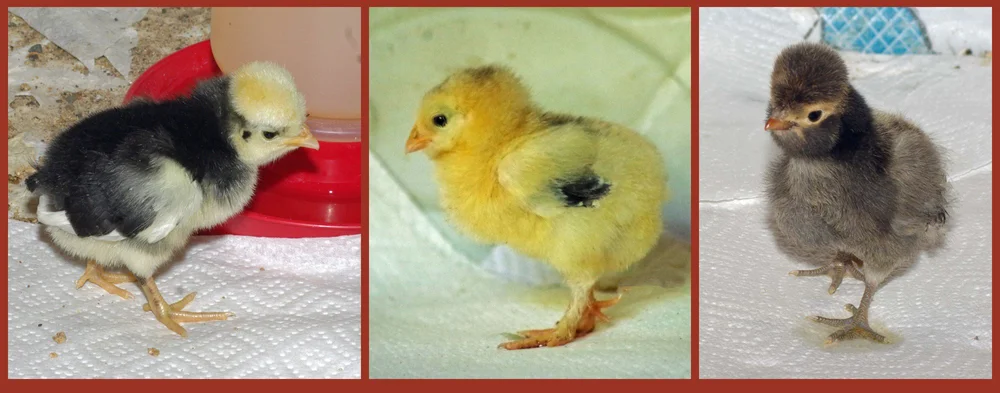 Crested Chickens, Vaulted Skulls, and Damaged Brains - Part 2: Crests ...