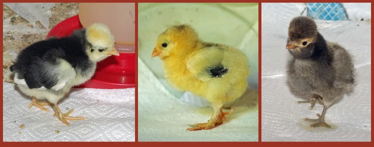 Crested Chickens, Vaulted Skulls, and Damaged Brains - Part 2: Crests ...