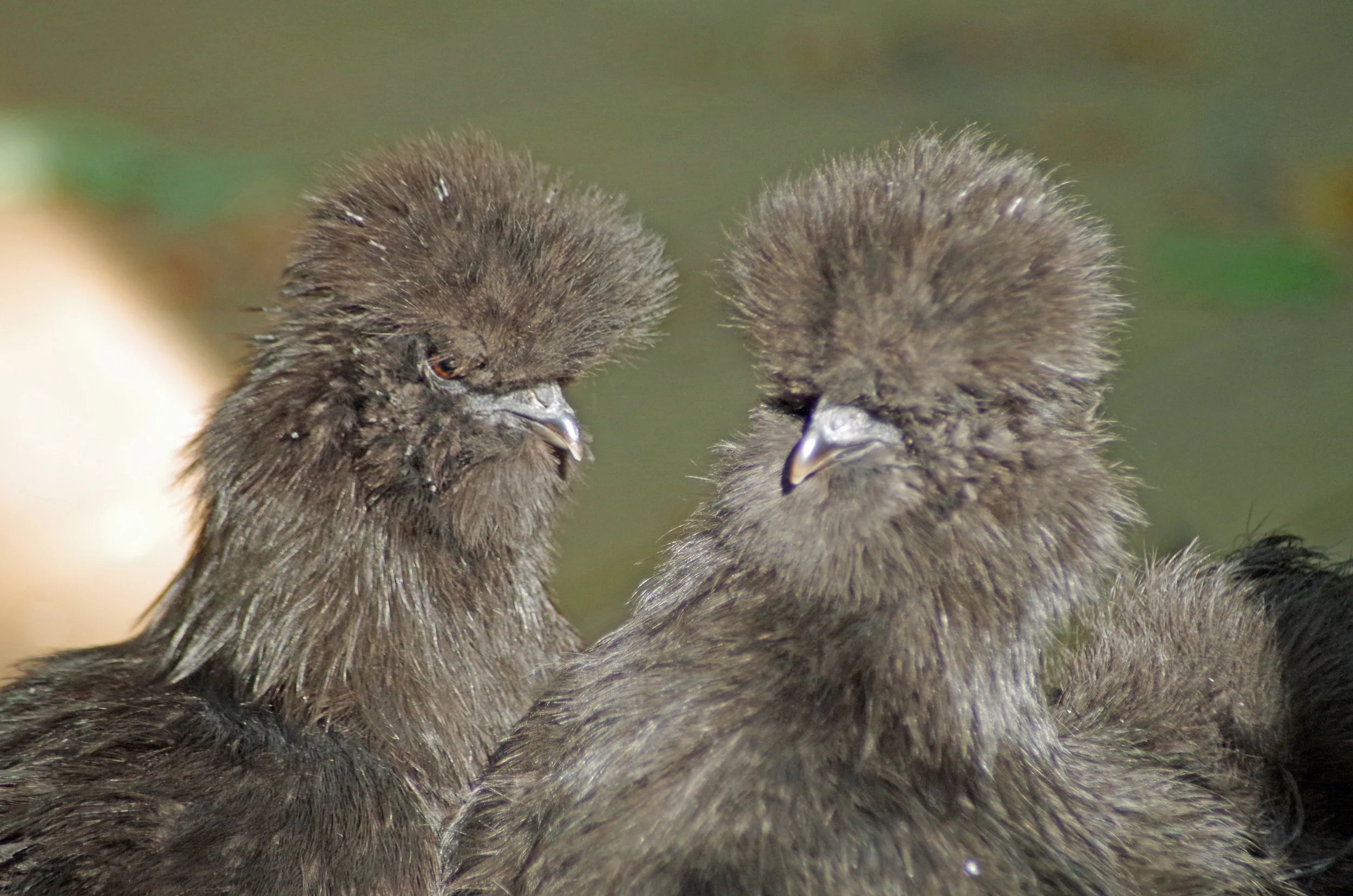 Meet the Flock Roundup - July & August 2018 — Randy's Chicken Blog