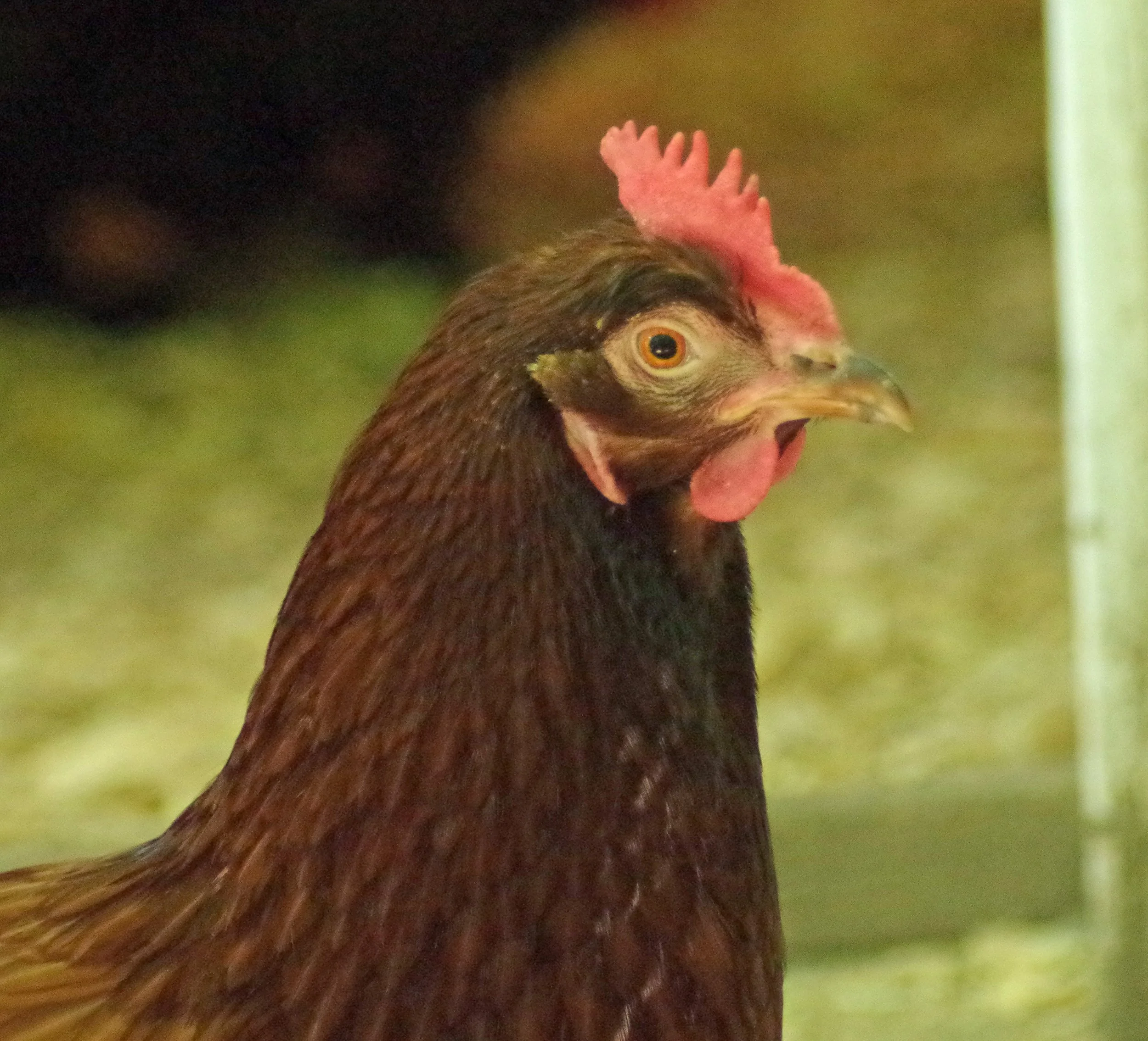 Should I Give Yogurt to My Chickens? Nope. — Randy's Chicken Blog