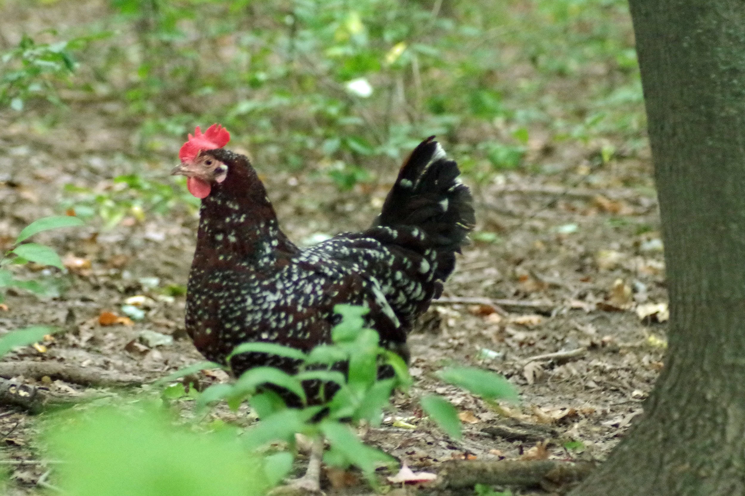 A Children's Book: Gwen the Rescue Hen — Randy's Chicken Blog