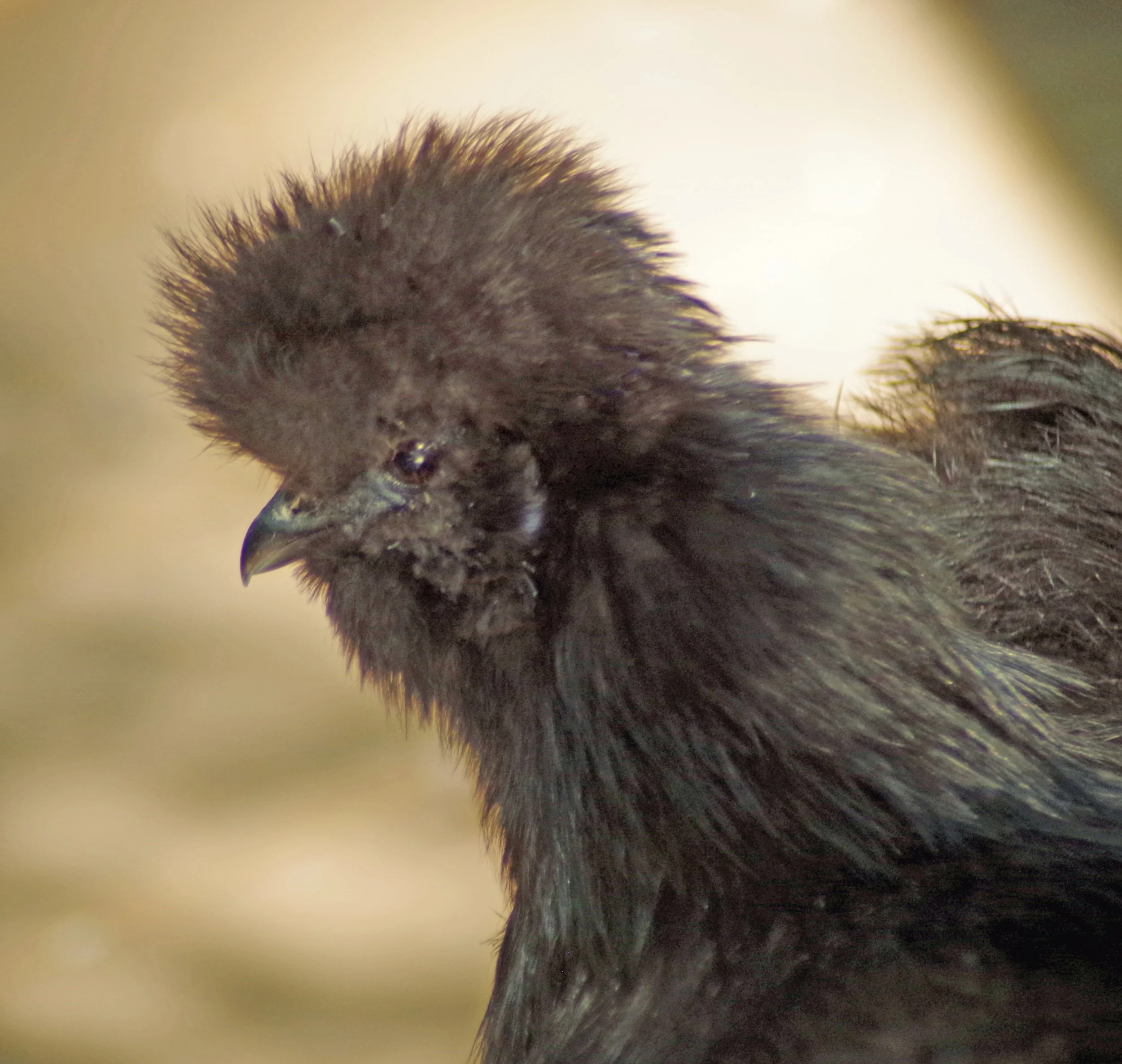 Rooster Spurs - and How to Trim Them — Randy's Chicken Blog