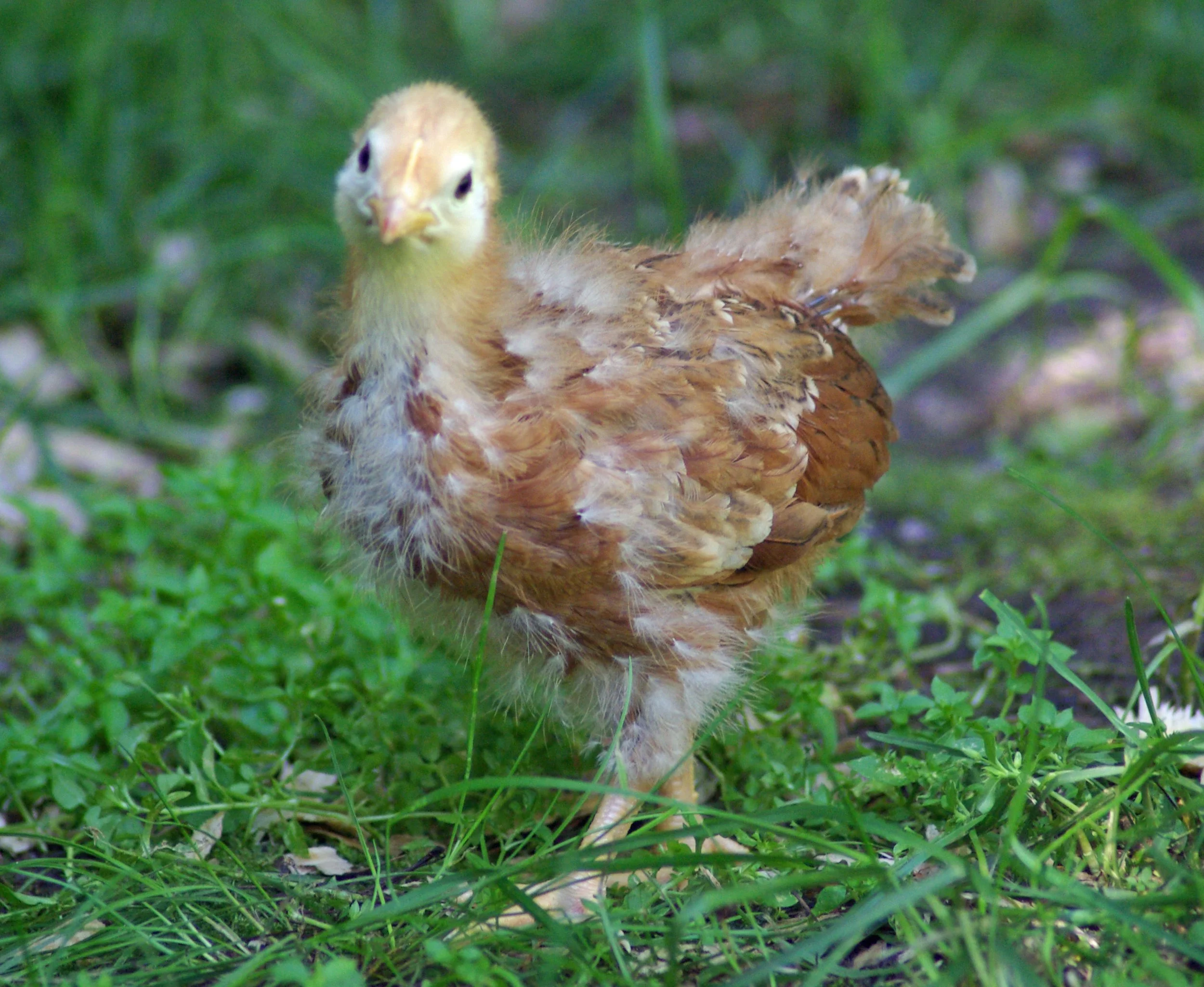 Rooster Spurs - and How to Trim Them — Randy's Chicken Blog