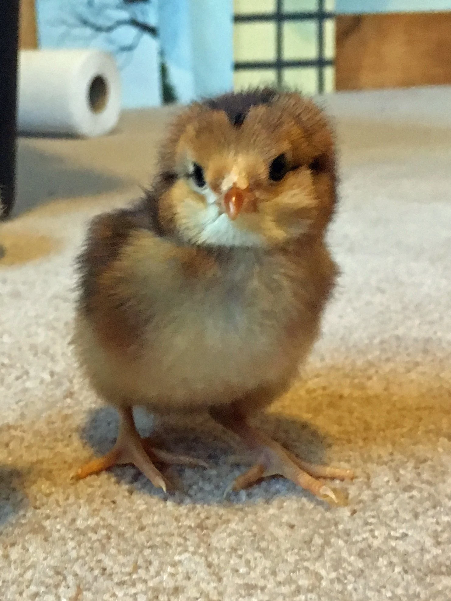 Rooster Spurs - and How to Trim Them — Randy's Chicken Blog