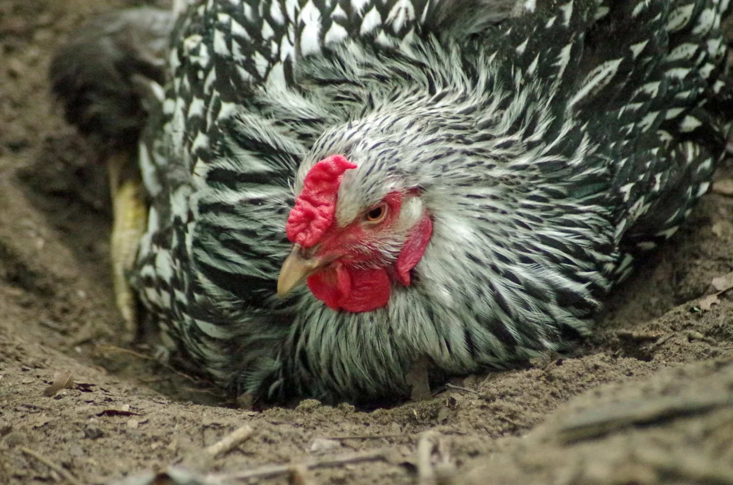 Top Causes of Death in Backyard Chickens — Randy's Chicken Blog