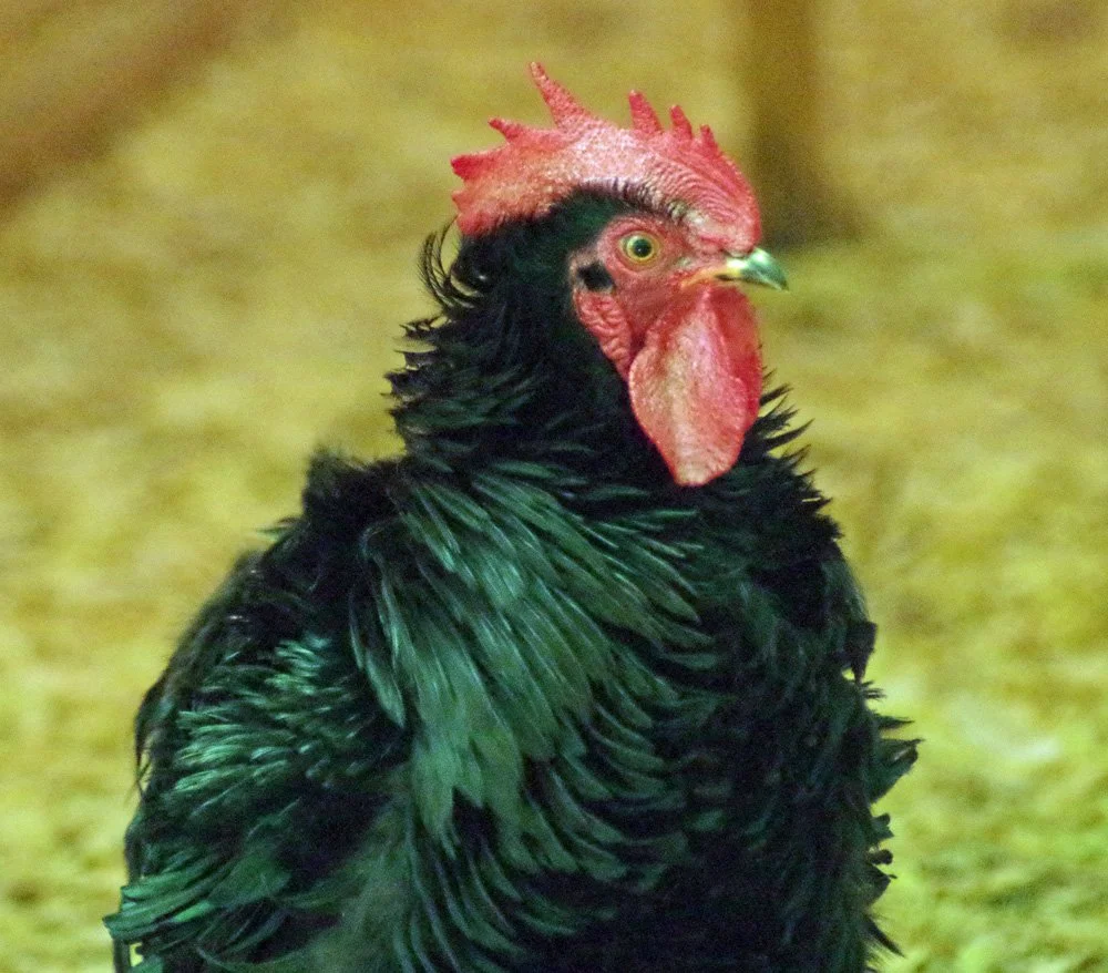 Rooster Spurs - and How to Trim Them — Randy's Chicken Blog