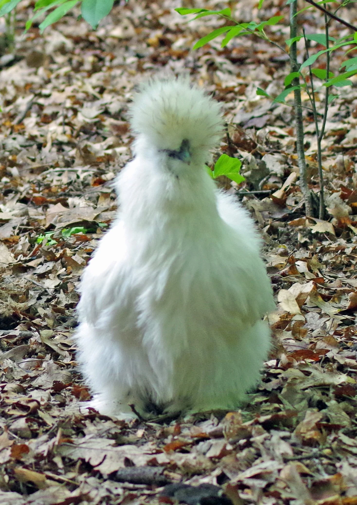 Crested Chickens, Vaulted Skulls, and Damaged Brains - Part 1: Polish ...