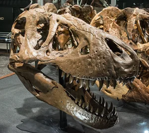 Are Chickens the Closest Living Relative of T. rex? No! And Here's ...