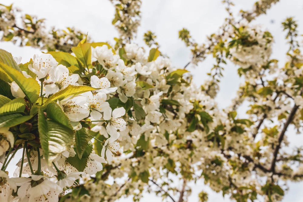 Traverse City Travel Guide | Spring in Michigan — Searra Liggett