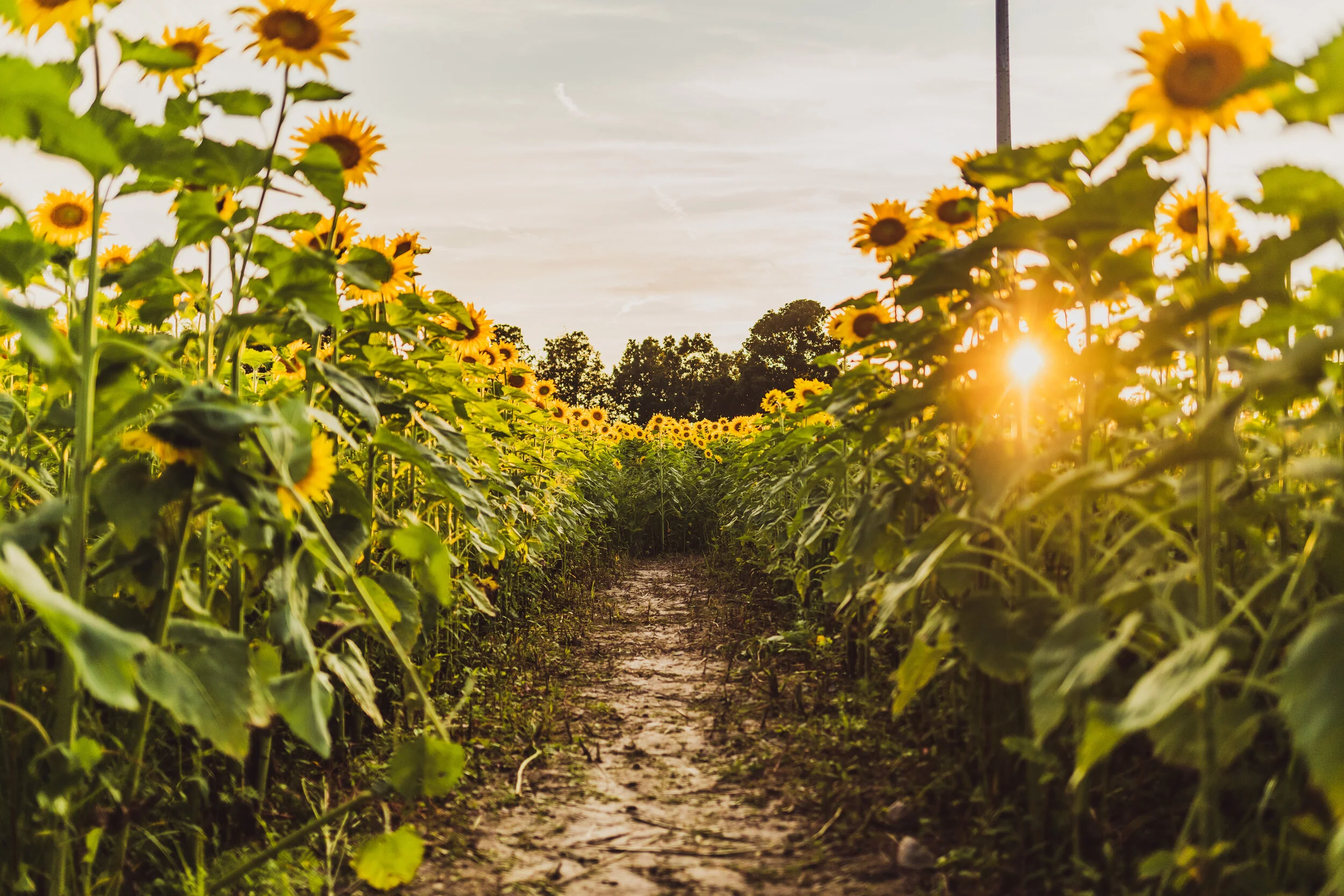 The Complete List Of Sunflower Fields To Visit In Michigan — Searra Liggett