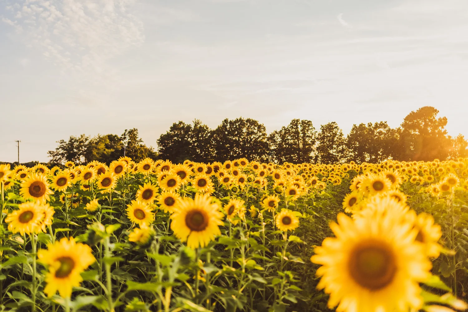 The Complete List Of Sunflower Fields To Visit In Michigan — Searra Liggett