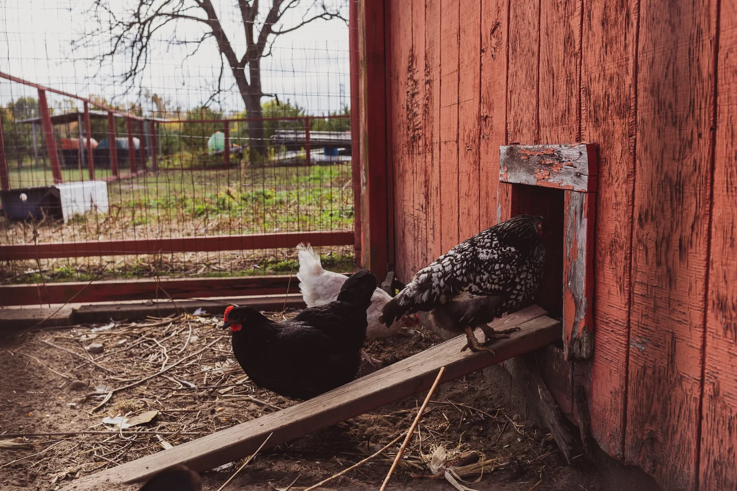 Apple Charlie's Orchards | Michigan Cider Mills — Searra Liggett