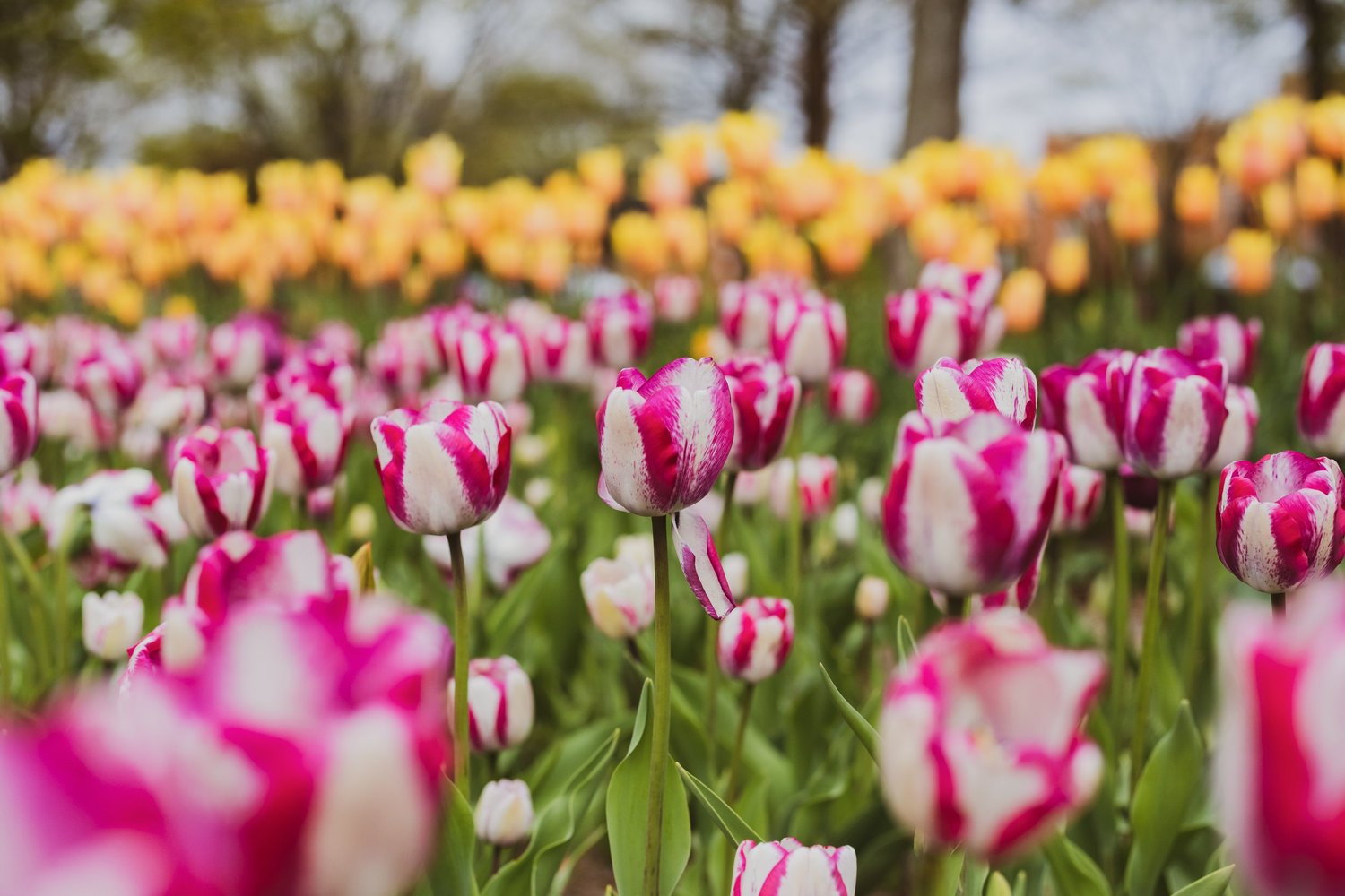 Springtime Blossom Viewing: Where to Spot Cherry Blossoms + More in ...