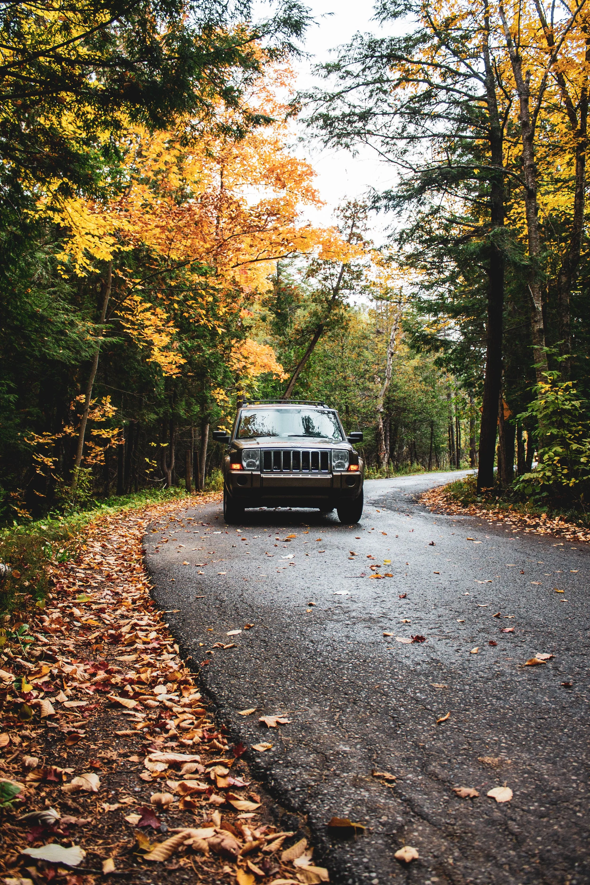 Complete Guide to The Tunnel of Trees, Michigan - M-119 Byway — Searra ...