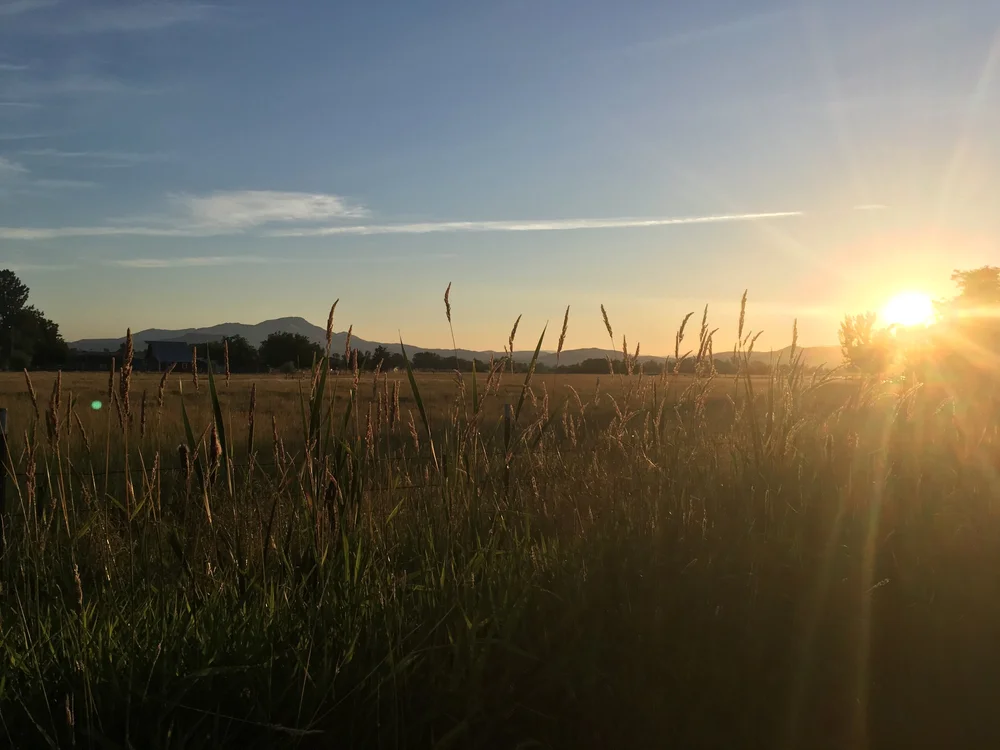 Importance of Sunlight for Health: 5 Reasons Sunlight is Foundational ...