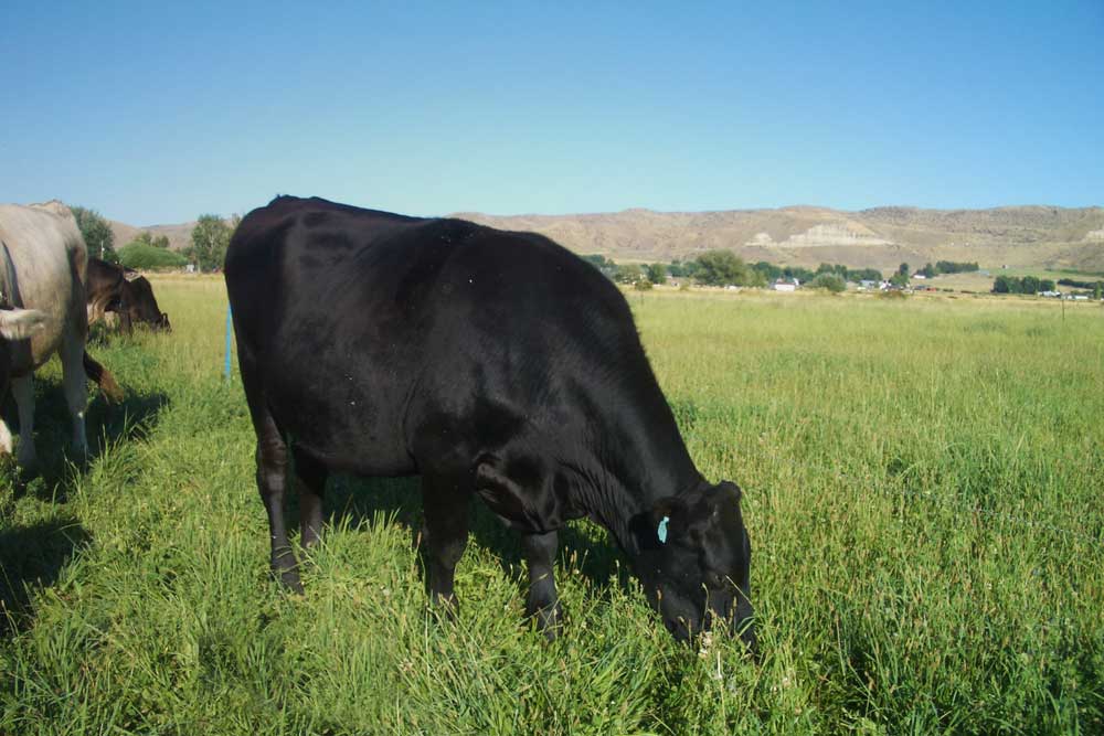 Grass Fed Grass Finished Beef in Greater Boise, Idaho — Saint John's ...
