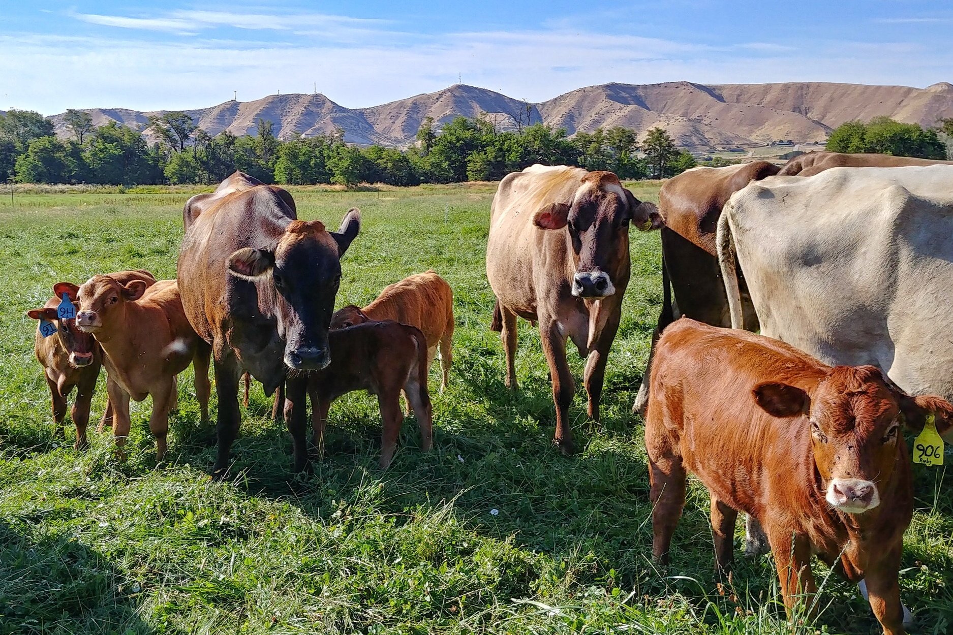 Grass Fed Organic Beef in Greater Boise, Idaho (ID) | Saint John's ...