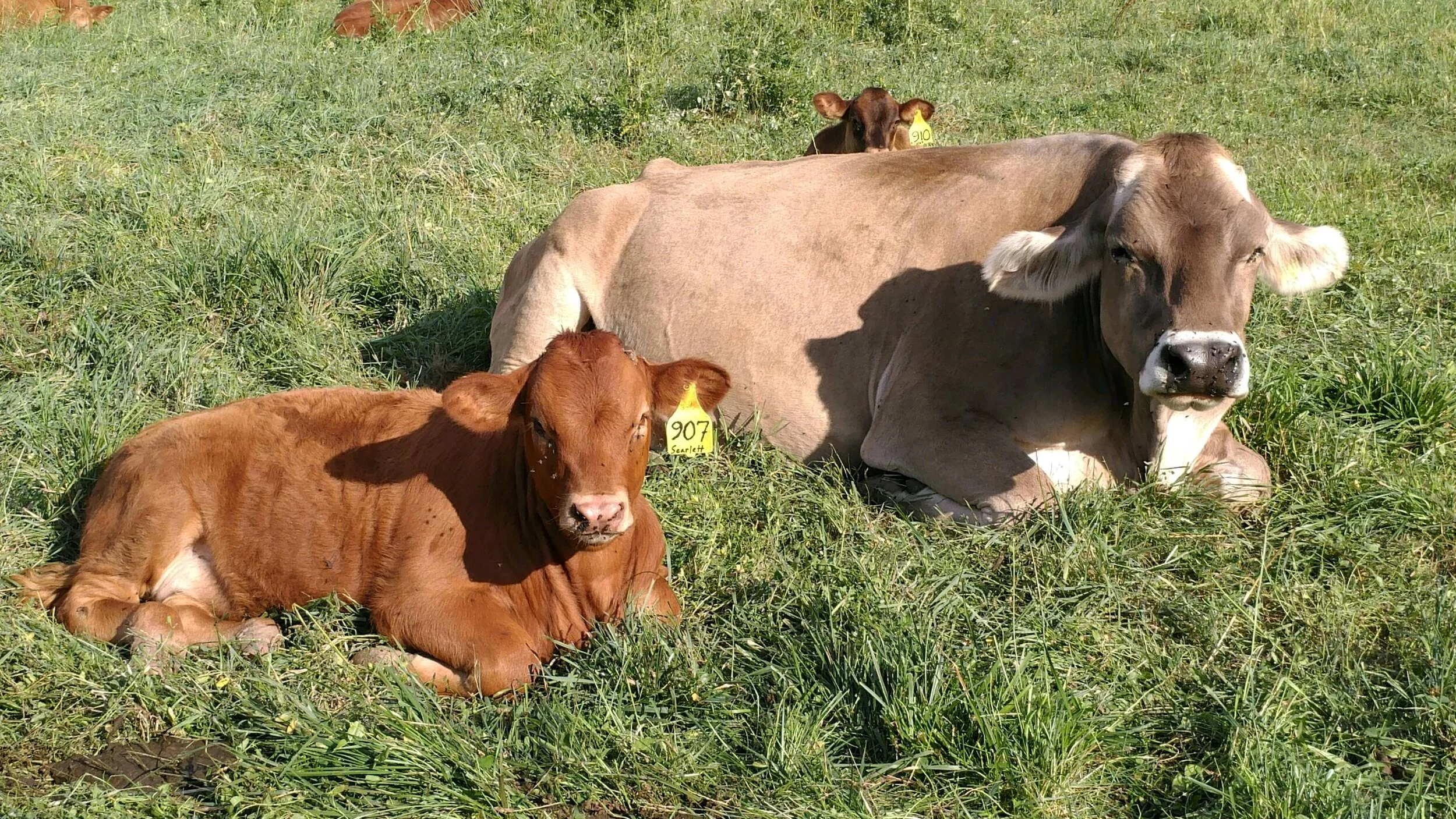 Farm Tours — Saint John's Organic Farm