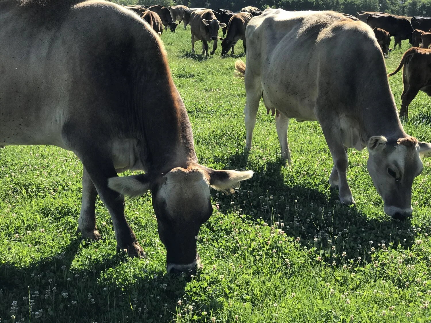 The Uncommon History and Beauty of the Brown Swiss Cow — Saint John's ...