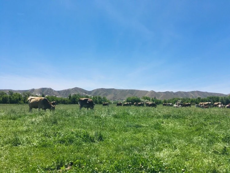 Saint John's Cow Family Lineage — Saint John's Organic Farm